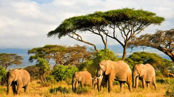 Kenya: Exploring Kenyan Culture | AFS-USA